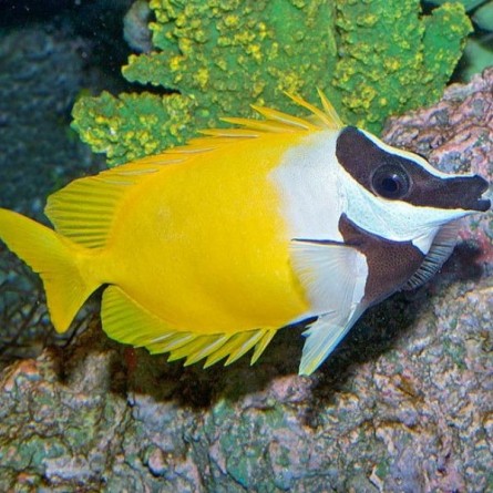 Foxfaces & Rabbitfish