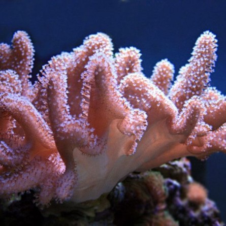 Soft Corals