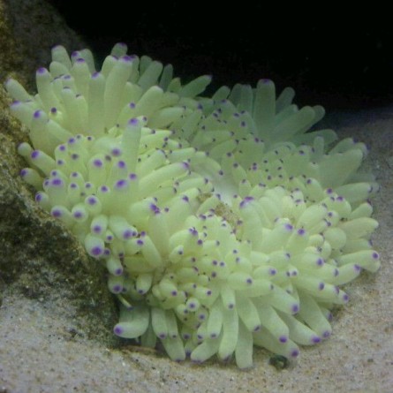 Anemones & Cerianthus